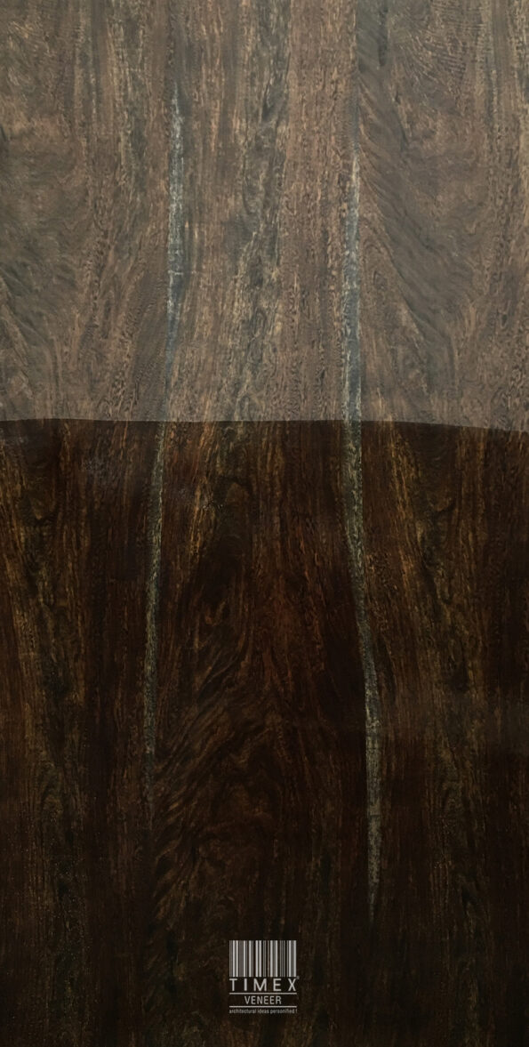 BRISTLE CONE ROYAL - Timex Veneer